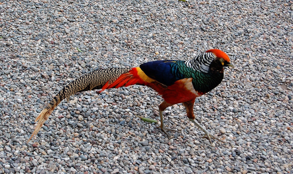 Fagiano: dizionario, significato e curiosità