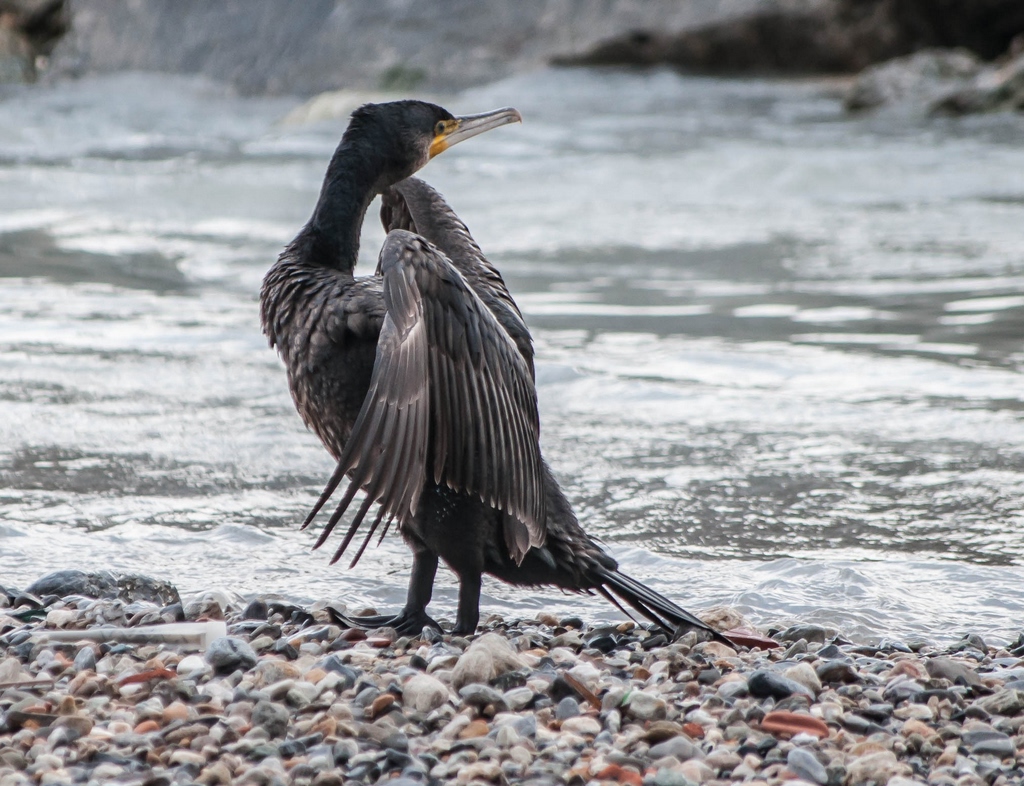 Cormorano: dizionario, significato e curiosità