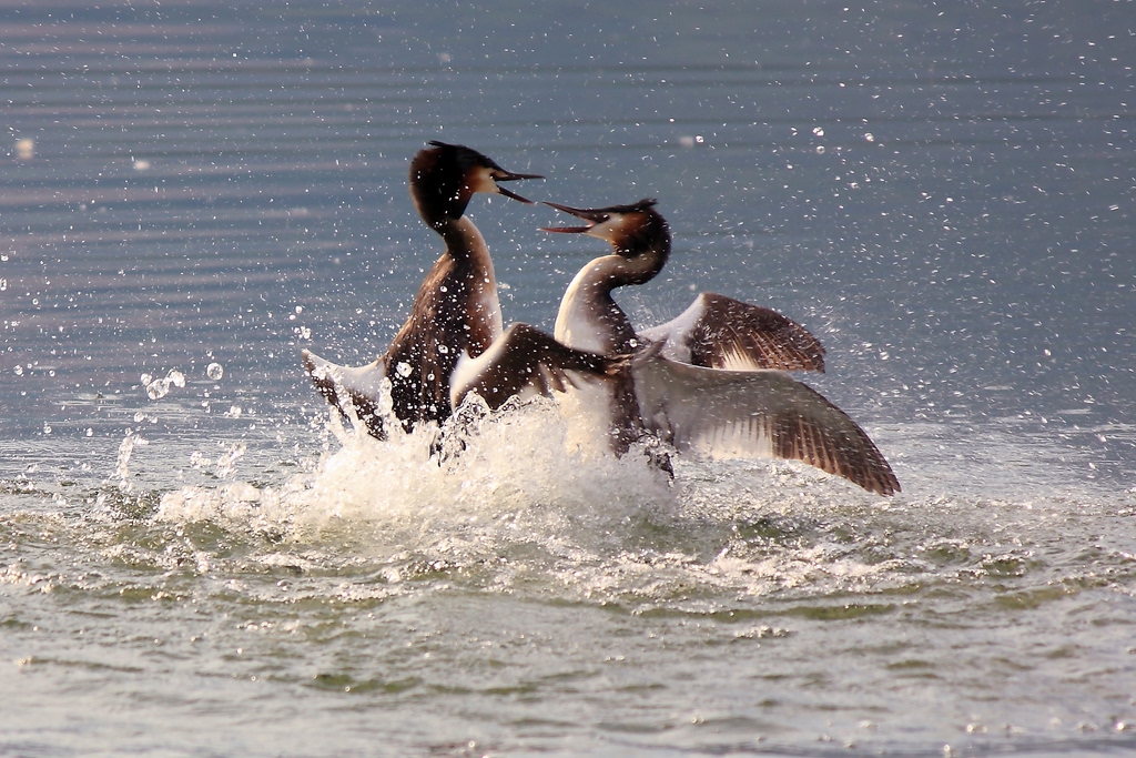 Litigio: dizionario, significato e curiosità
