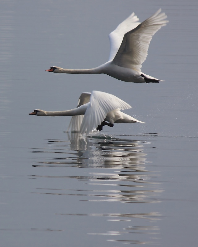 Colli: dizionario, significato e curiosità