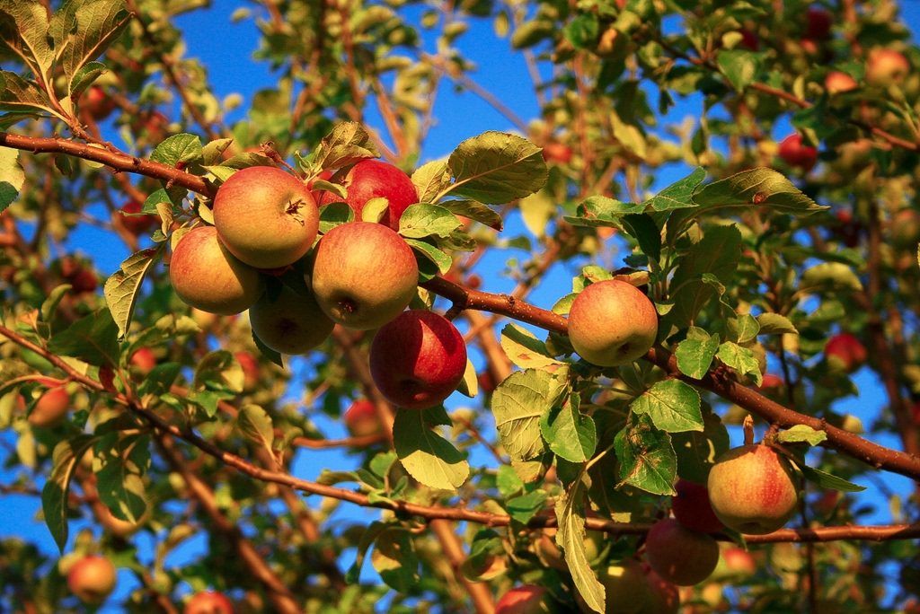 Melo: dizionario, significato e curiosità