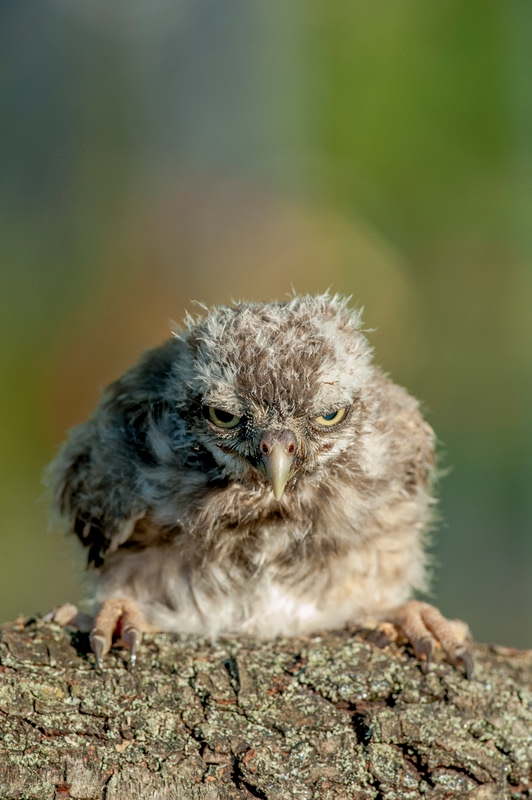 Pulcino: dizionario, significato e curiosità