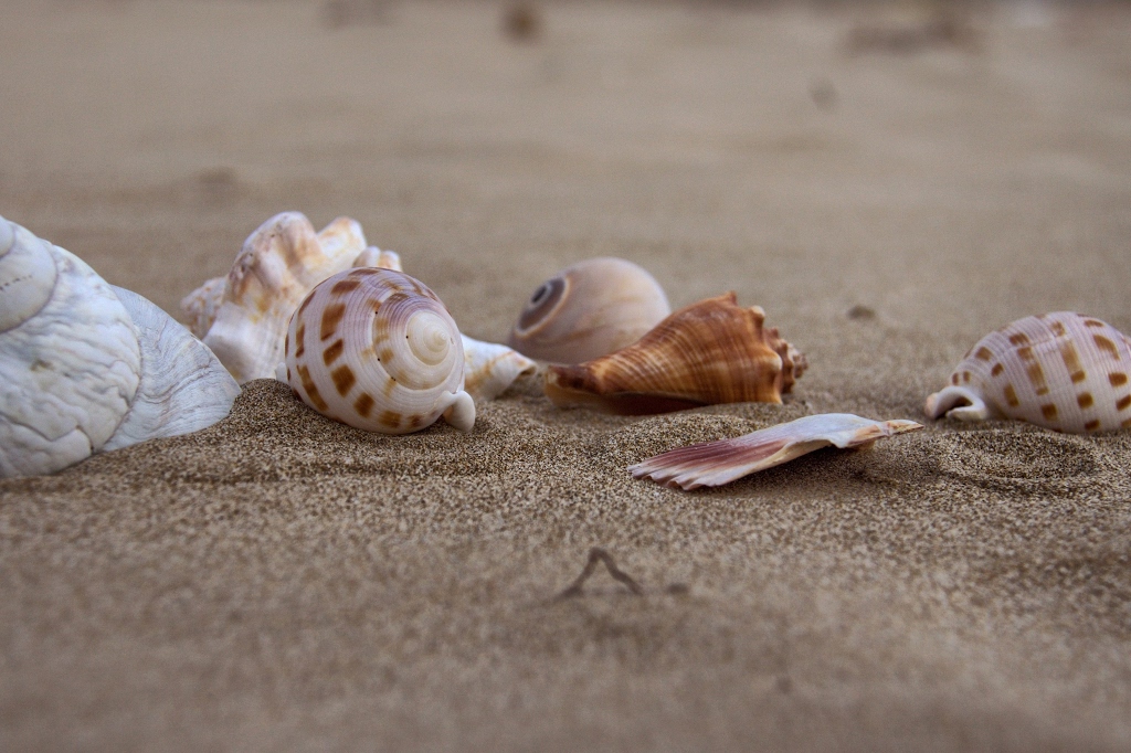 Molluschi: dizionario, significato e curiosità