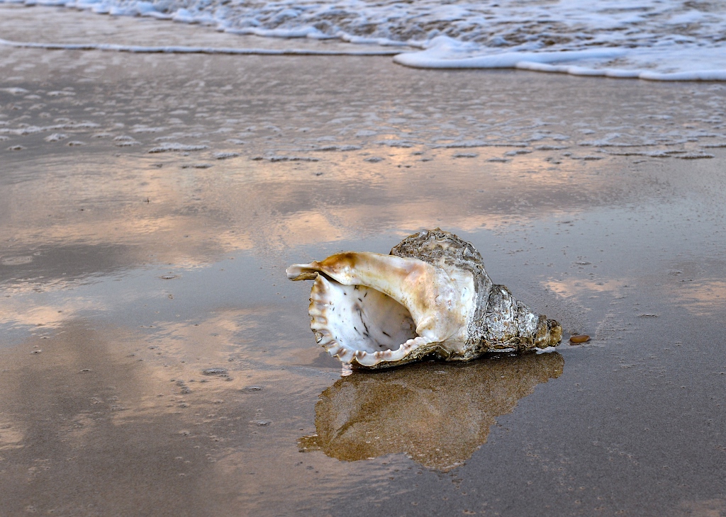 Conchiglia: dizionario, significato e curiosità