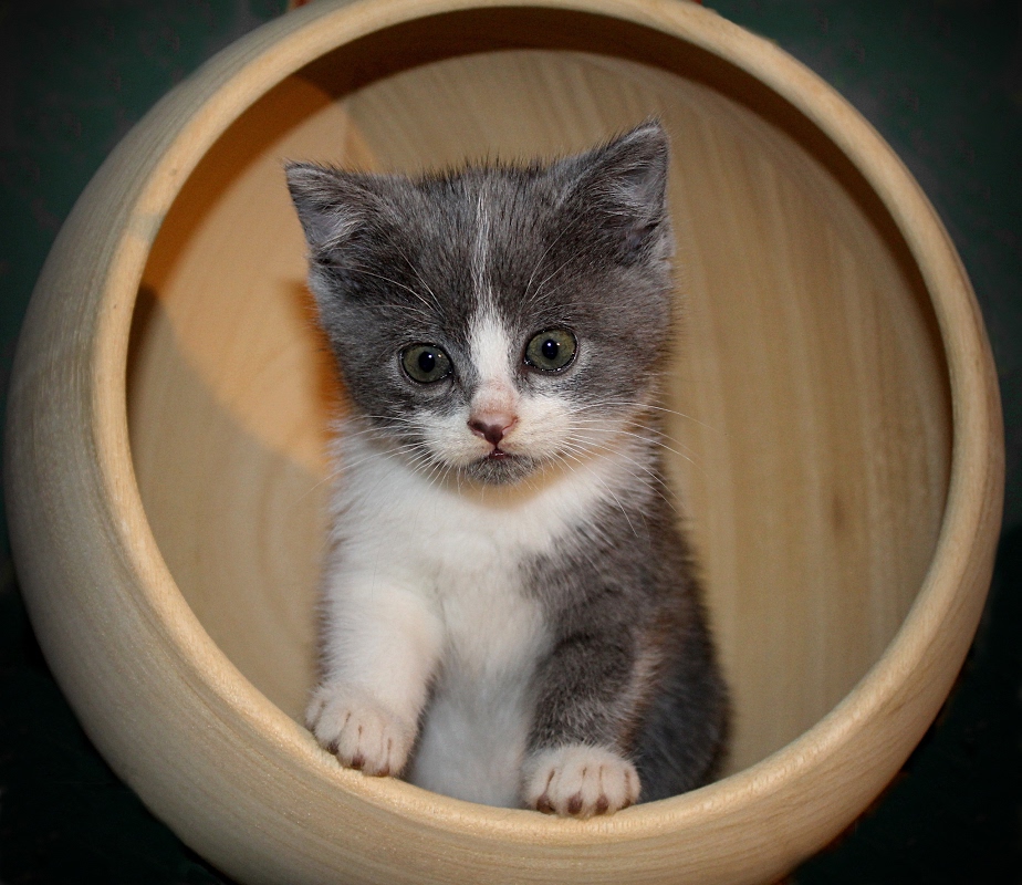 Micio: dizionario, significato e curiosità