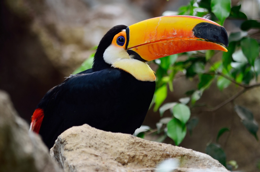 Tucano: dizionario, significato e curiosità