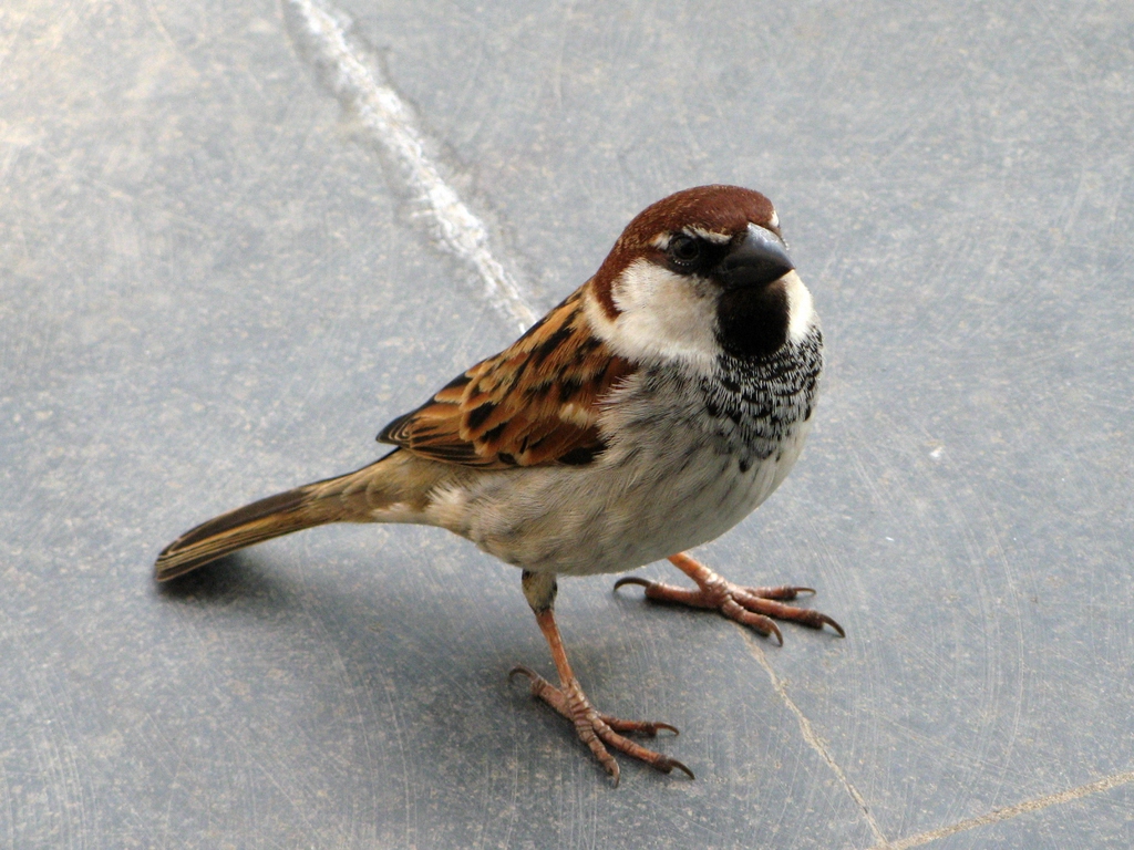 Passerotto: dizionario, significato e curiosità