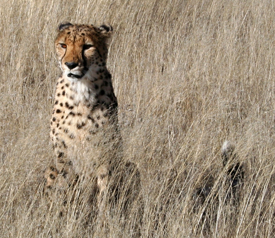 Feroce: dizionario, significato e curiosità