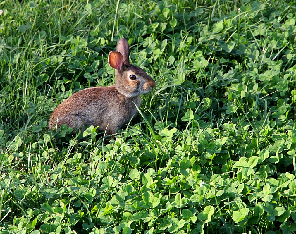 Coniglio: dizionario, significato e curiosità