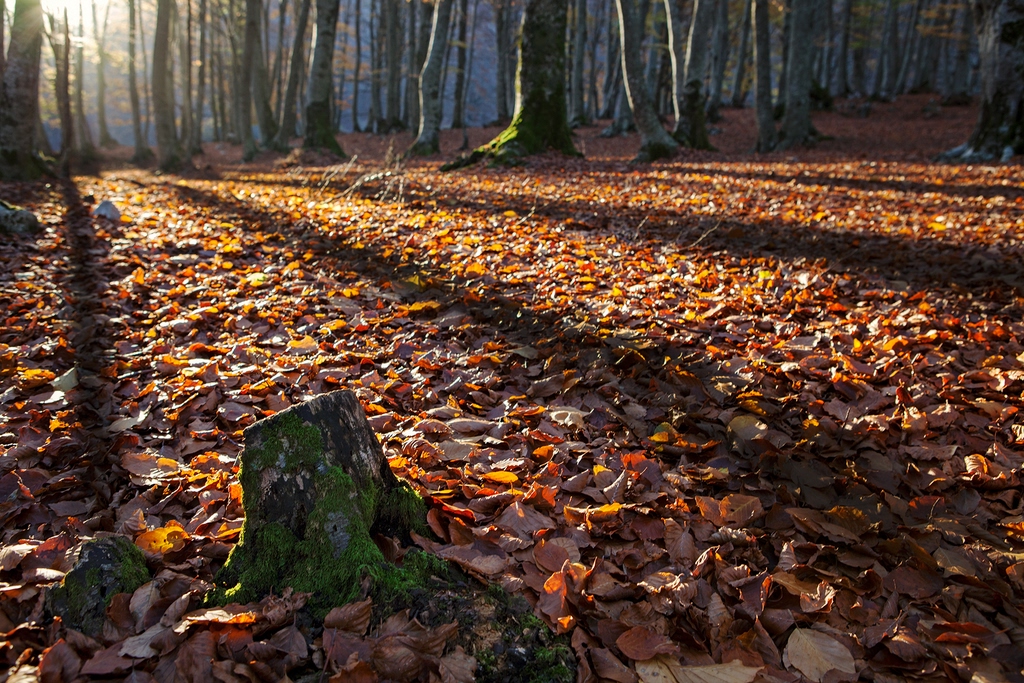 Ceppo: dizionario, significato e curiosità