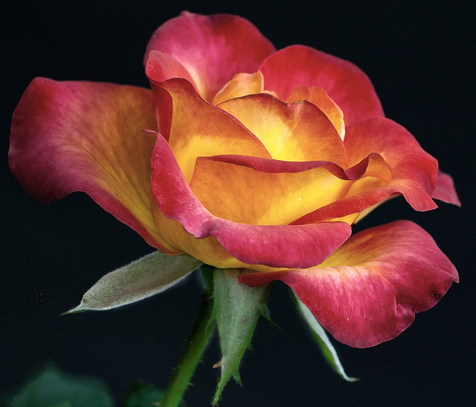 Stelo: dizionario, significato e curiosità