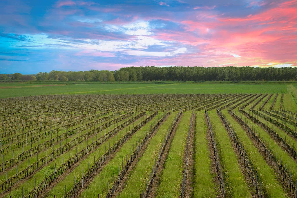 Vigna: dizionario, significato e curiosità