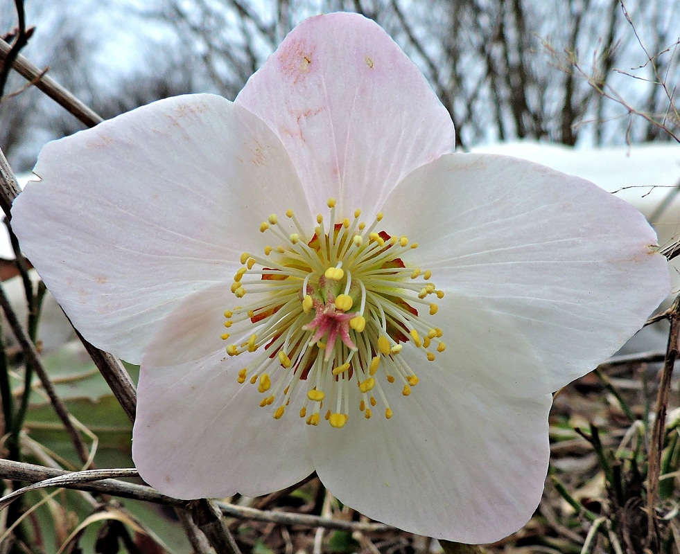 Pistilli: dizionario, significato e curiosità