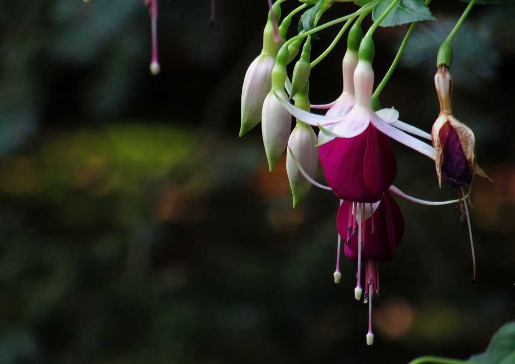 Porpora: dizionario, significato e curiosità