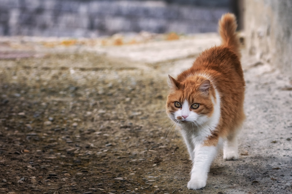 Fulvo: dizionario, significato e curiosità