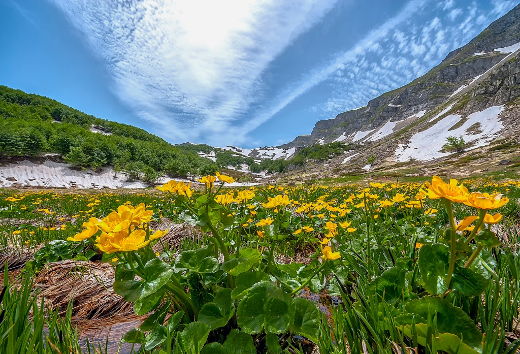 Flora: dizionario, significato e curiosità