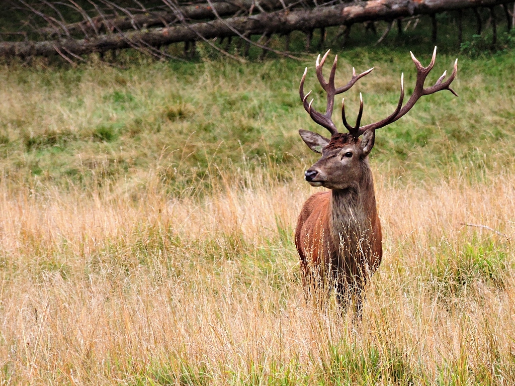 Cervo: dizionario, significato e curiosità