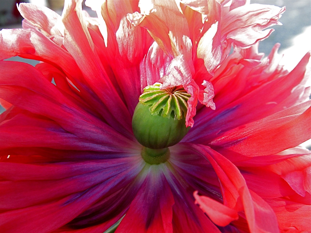 Foto 1376566001 - Dizy Foto