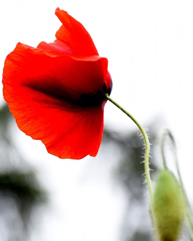 il papavero - Dizy Foto