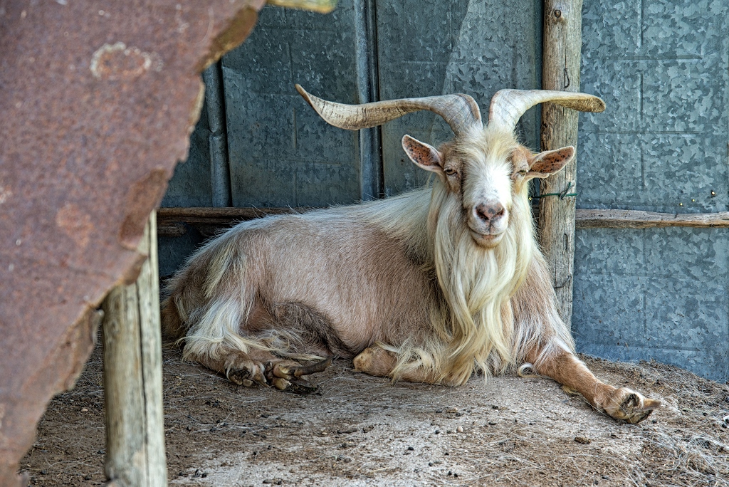 Caprone: dizionario, significato e curiosità
