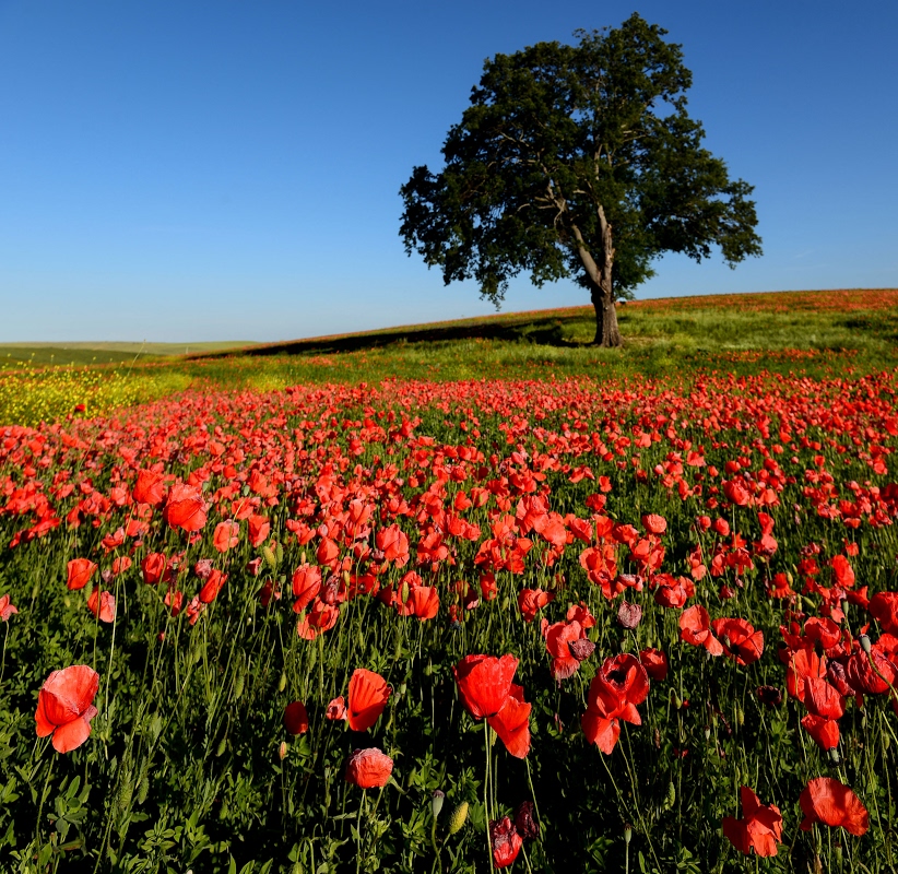 Papaveri: dizionario, significato e curiosità