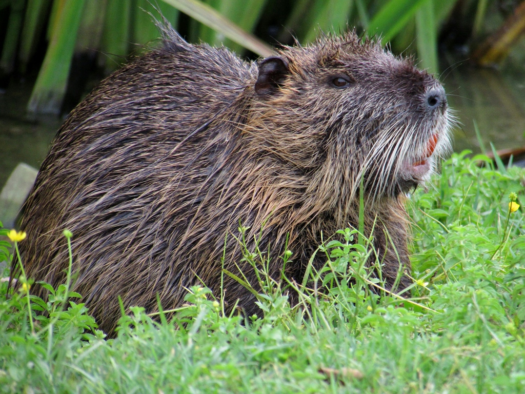 Nutria: dizionario, significato e curiosità