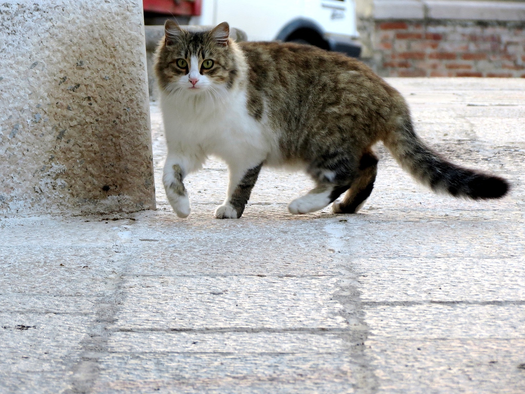 Ciao micio! - Dizy Foto