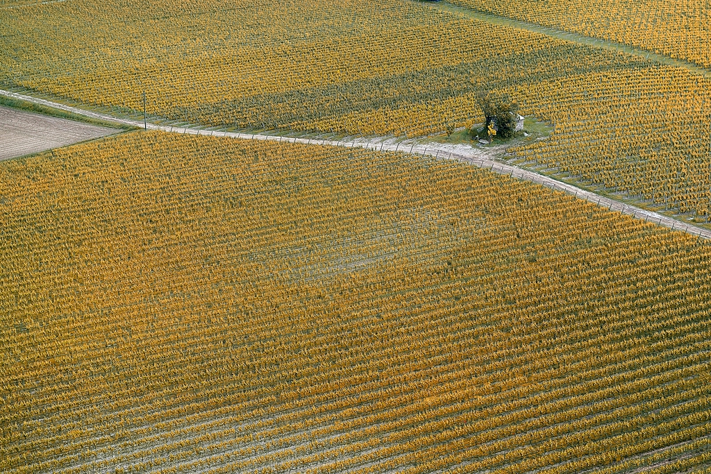 Arato: dizionario, significato e curiosità