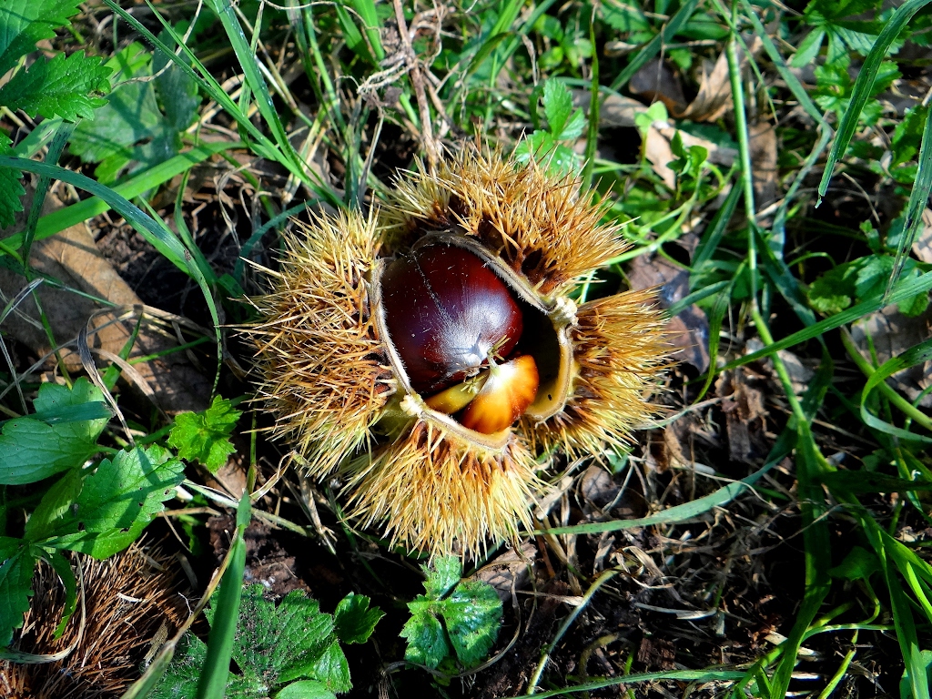 Castagna: dizionario, significato e curiosità