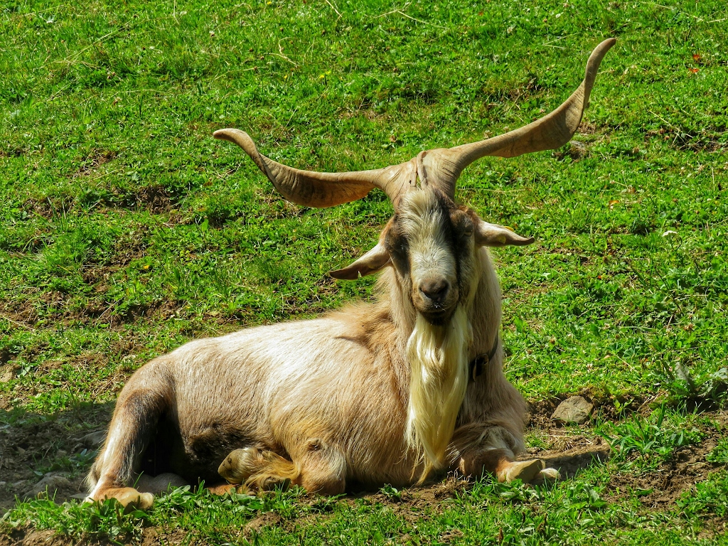 Caprone: dizionario, significato e curiosità