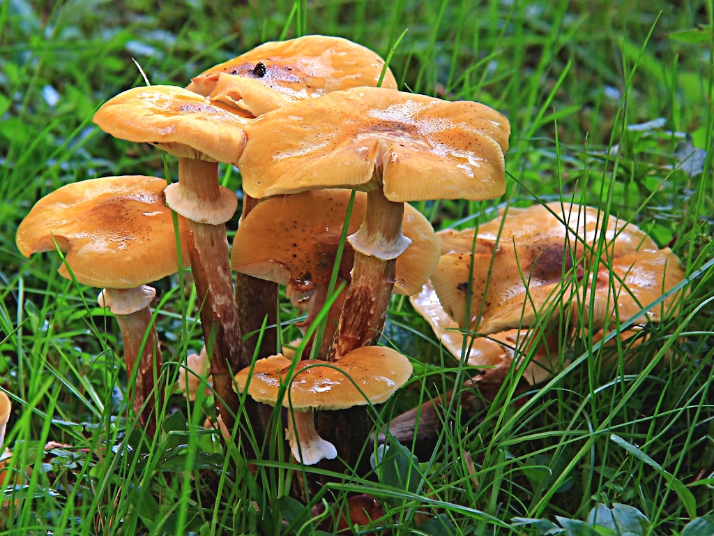 Fungo: dizionario, significato e curiosità