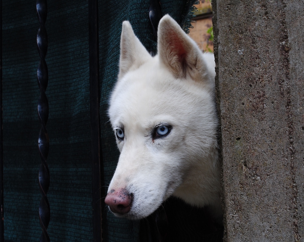 Muso: dizionario, significato e curiosità