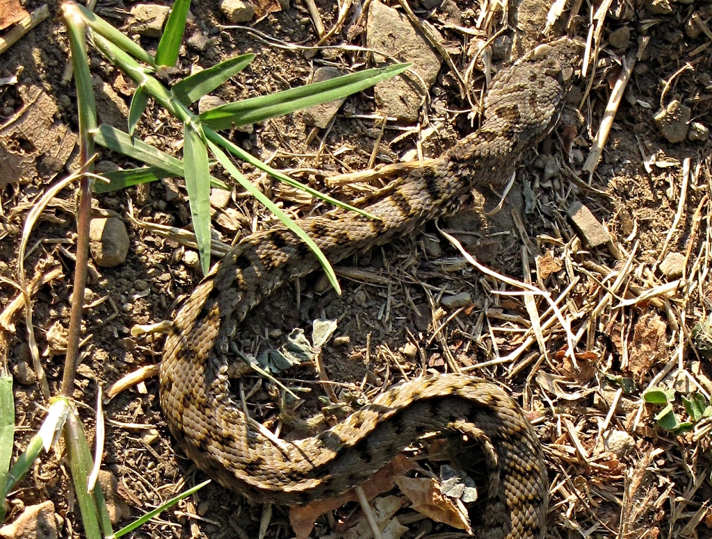 Serpe: dizionario, significato e curiosità