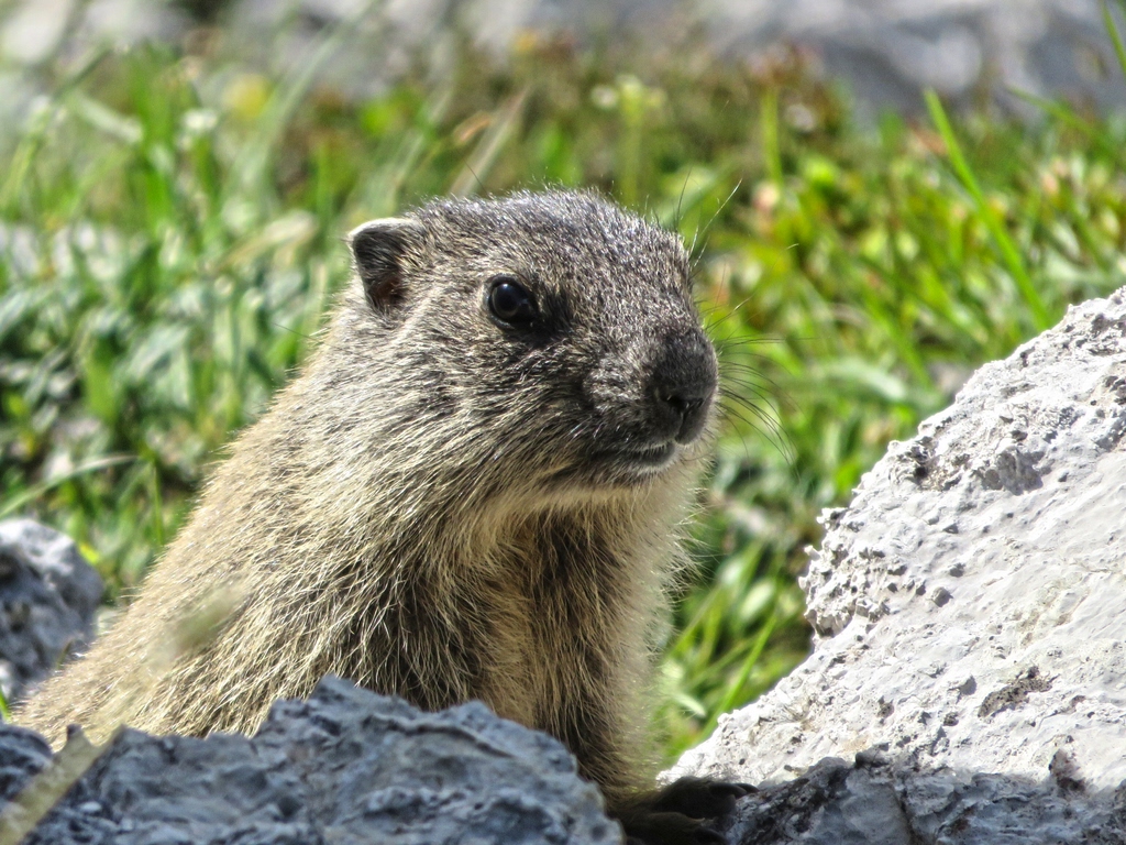 marmotta curiosa - Dizy Foto