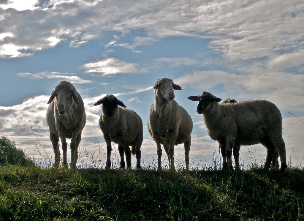 Gregge: dizionario, significato e curiosità