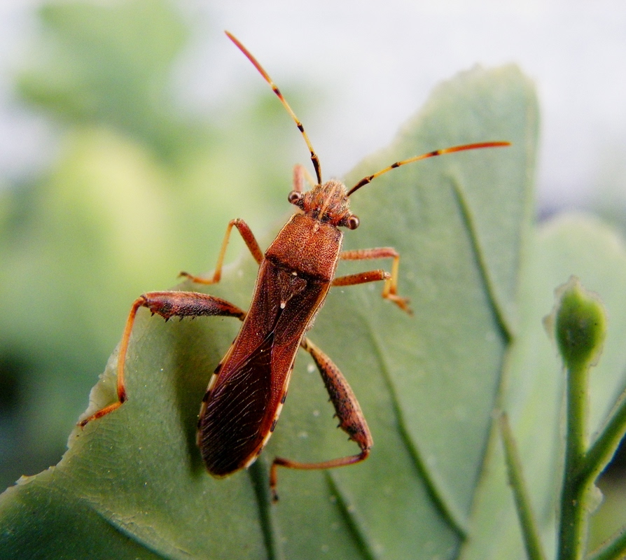 insetto vero su foglia di plastica. - Dizy Foto