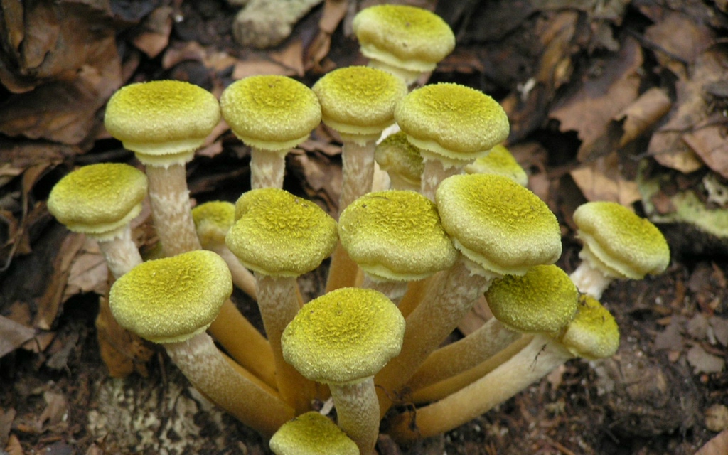 Famigliola: dizionario, significato e curiosità