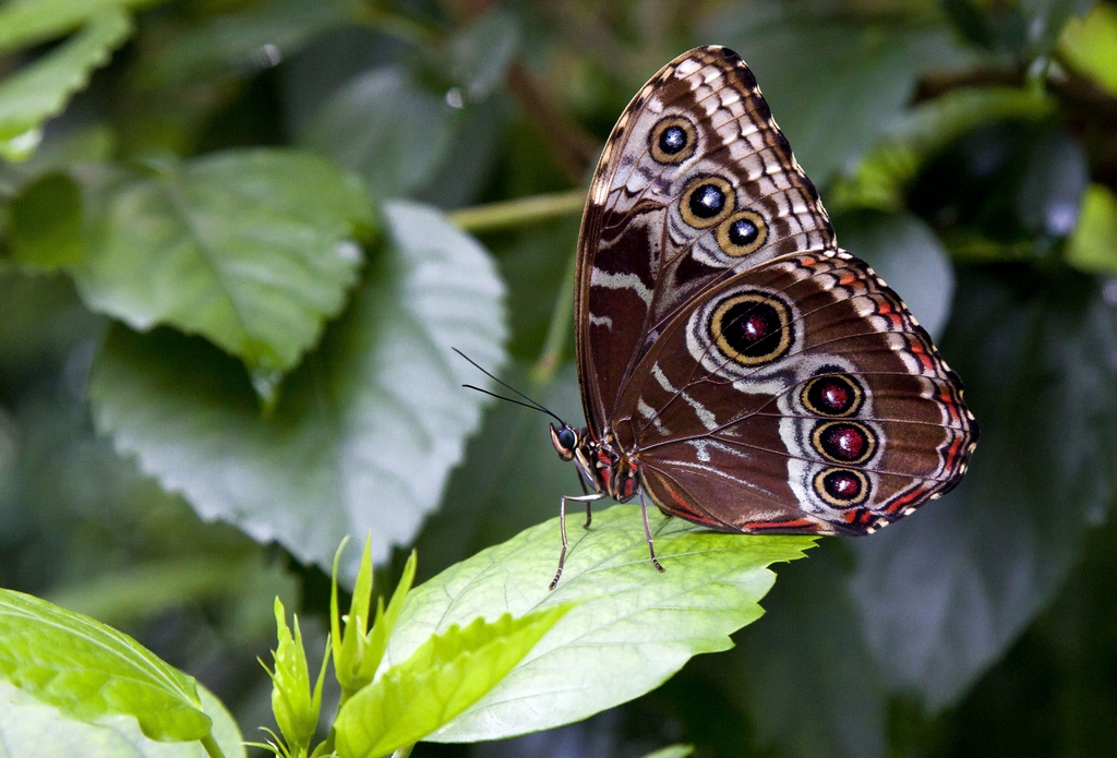Farfalla: dizionario, significato e curiosità