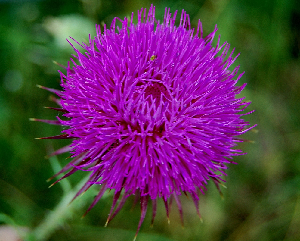 fiore di cardo - Dizy Foto