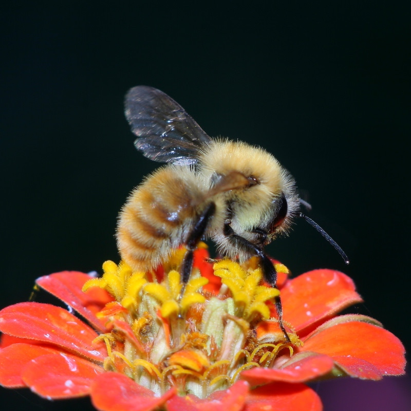 Stami: dizionario, significato e curiosità