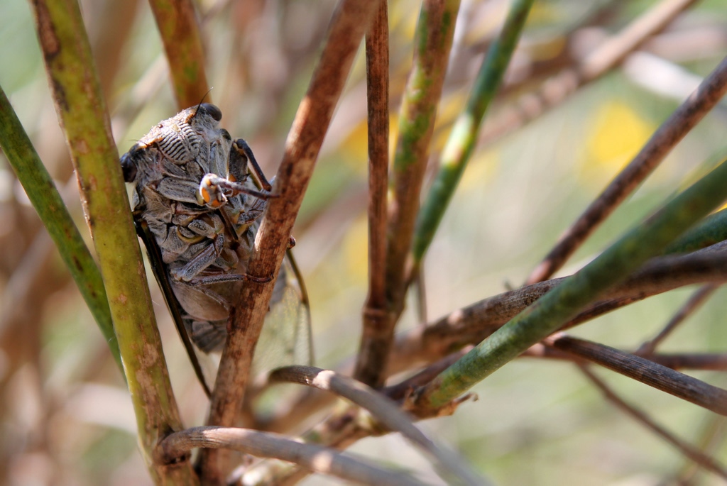 Cicala: dizionario, significato e curiosità