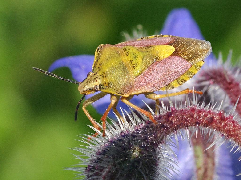 Cimice: dizionario, significato e curiosità