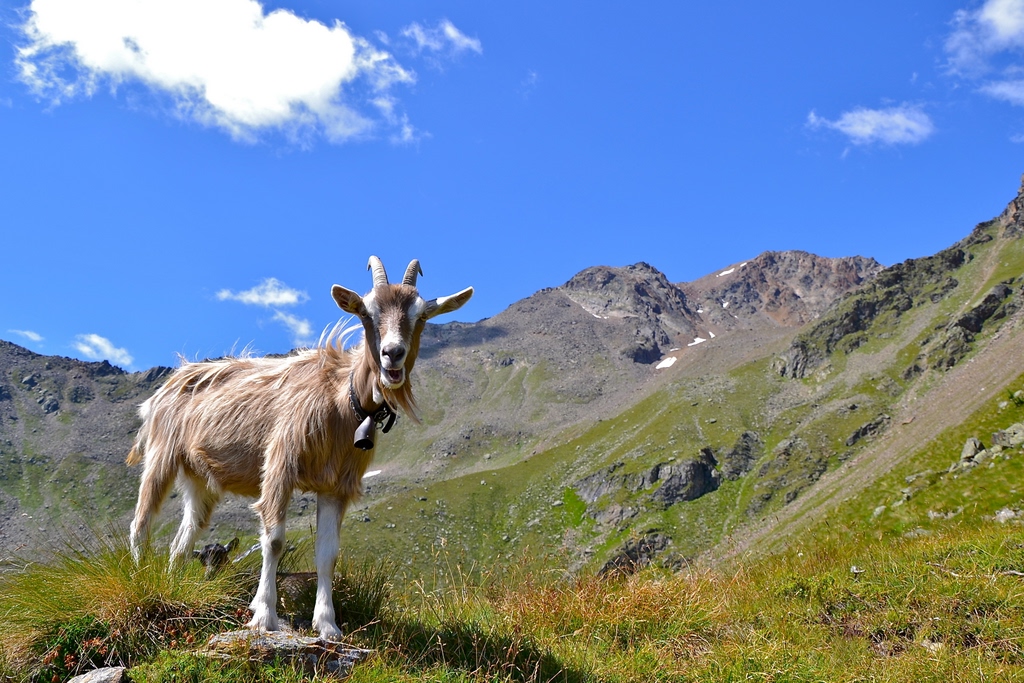 Capra: dizionario, significato e curiosità