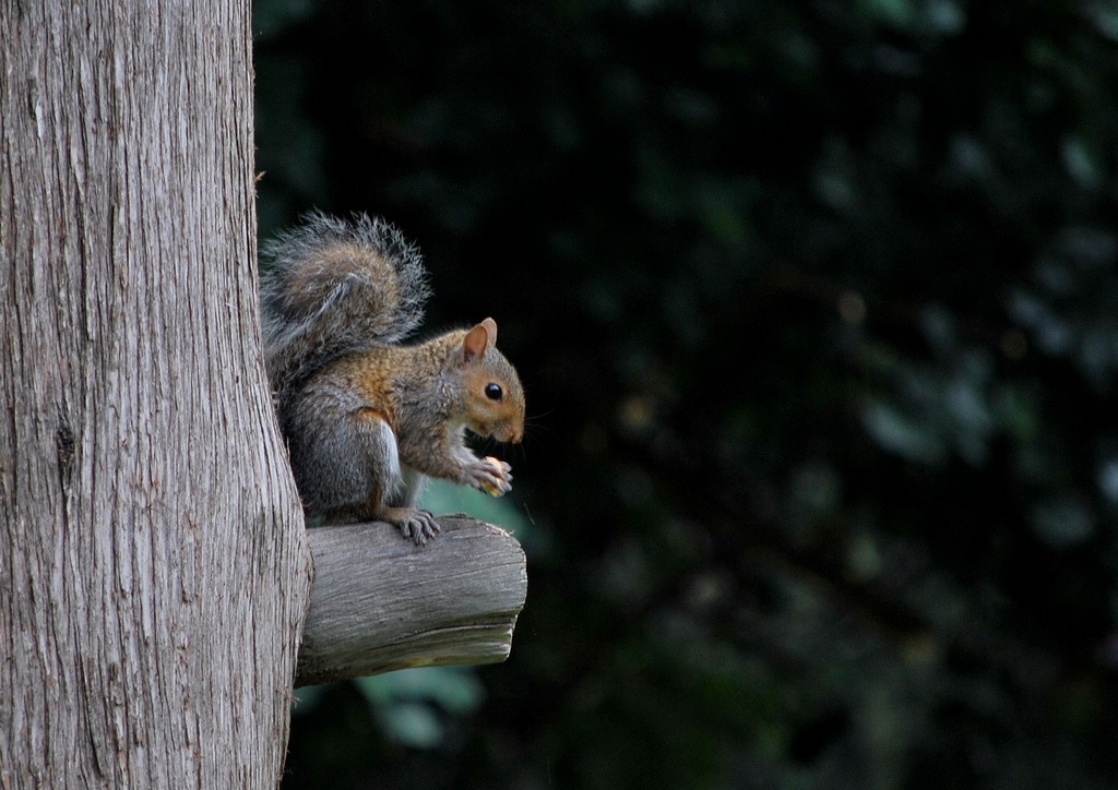 Noce: dizionario, significato e curiosità
