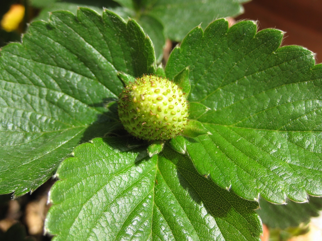 Acerbo: dizionario, significato e curiosità