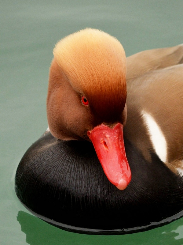 Papera: dizionario, significato e curiosità