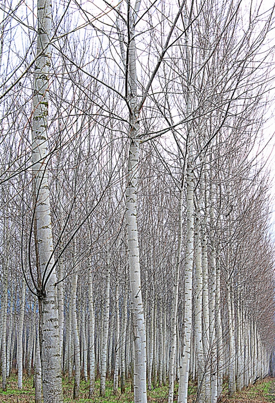 Pioppi: dizionario, significato e curiosità