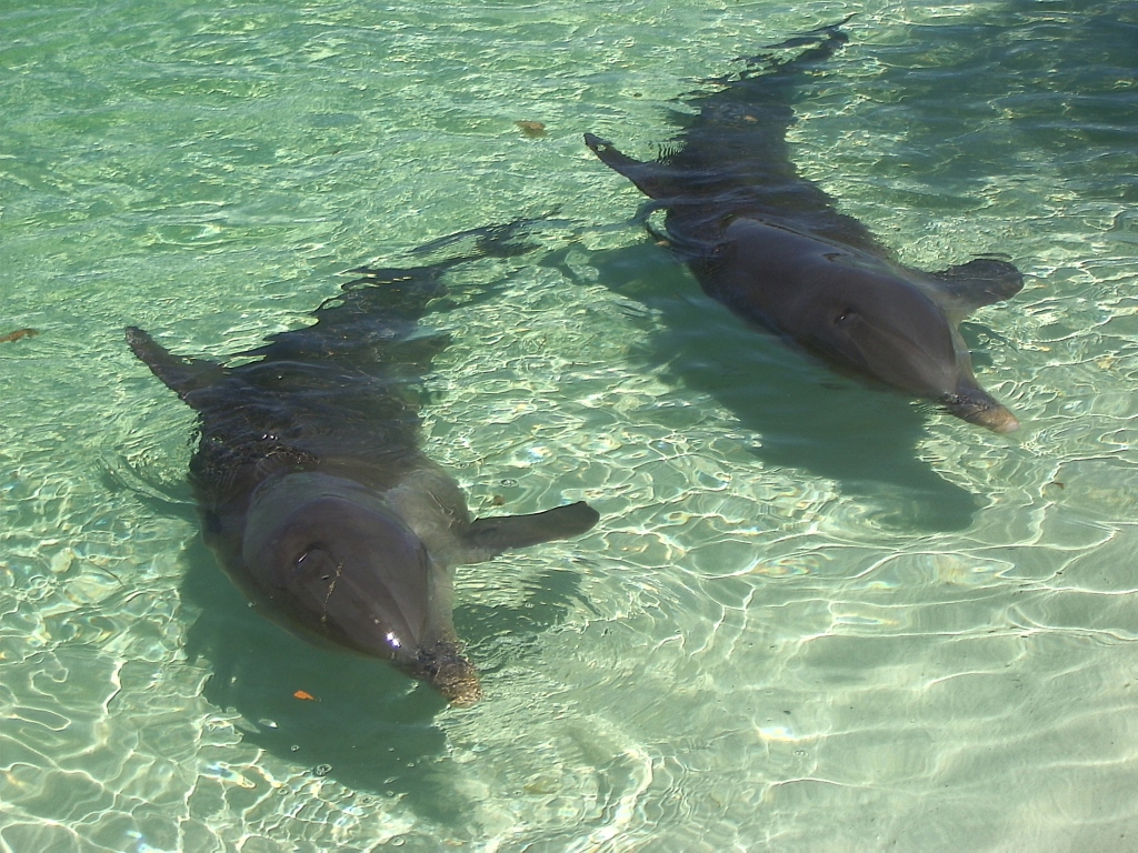 Mammiferi: dizionario, significato e curiosità