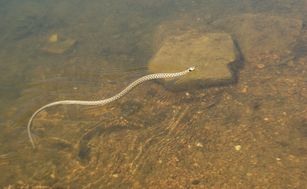 Biscia: dizionario, significato e curiosità