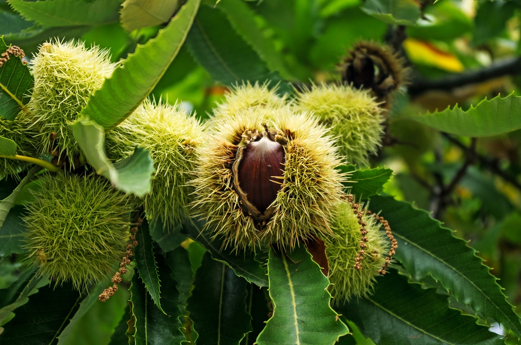 Castagna: dizionario, significato e curiosità